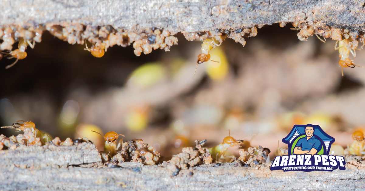 Why Fall is a Smart Time for a Termite Inspection