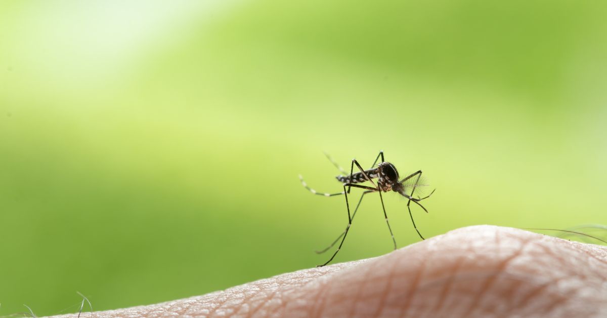 The Top Summertime Pests to Watch Out For