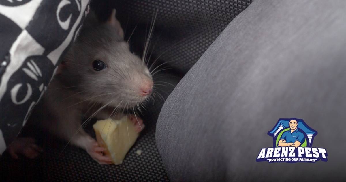 How to Spot Signs of Rodent Infestations in Your St. Louis Home