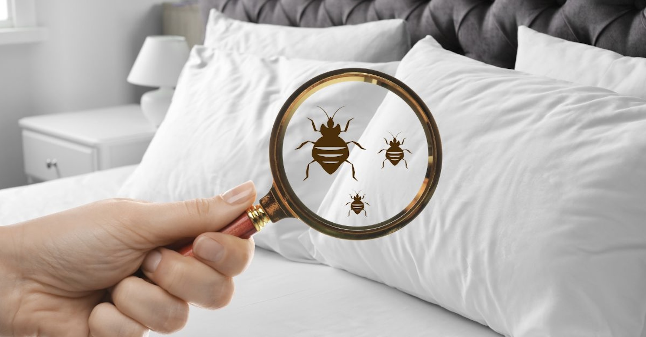 Top 10 Tips to Prevent Bed Bugs