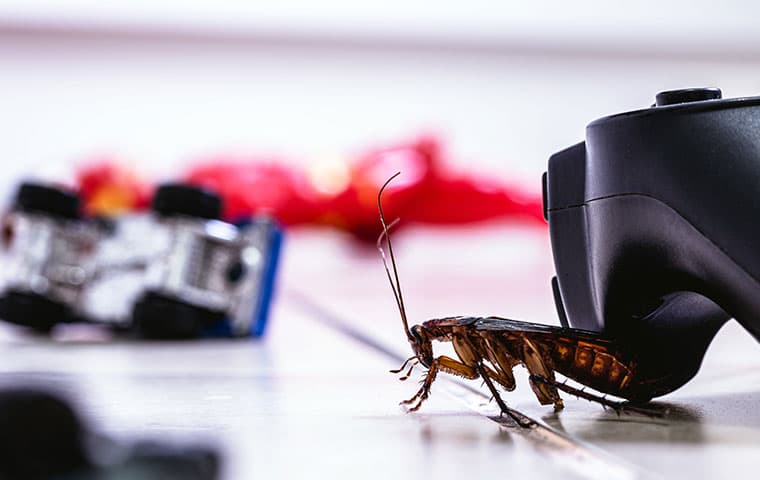 Squashing the Infestation: Effective Cockroach Control in St. Louis