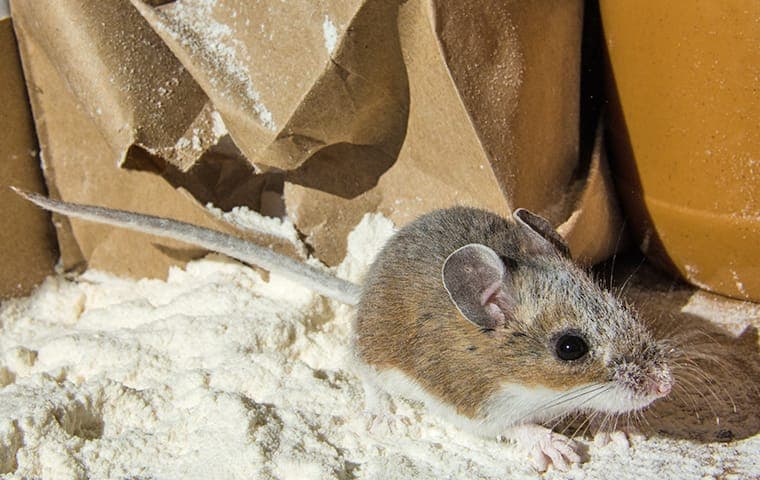 How To Keep The Mice In St. Louis Outside Where They Belong