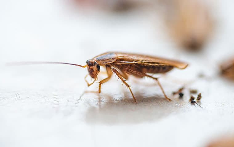 How To Get Rid Of Cockroaches: A Comprehensive Guide For St. Louis ...