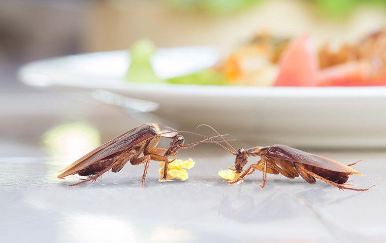 Identifying And Getting Rid Of Roaches In Your St. Louis Home